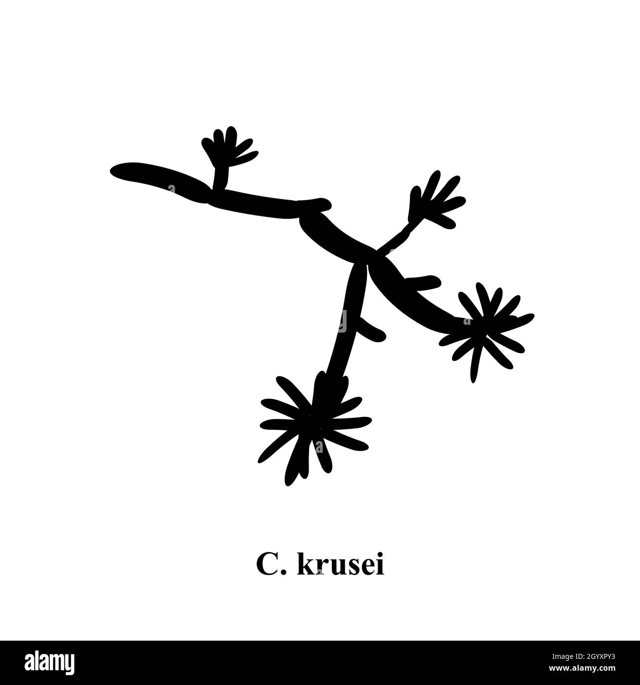 C. krusei candida. Pathogenic yeast-like fungi of the Candida type ...