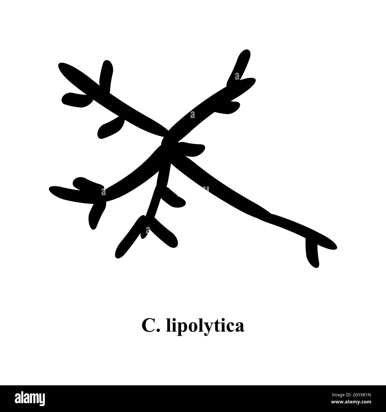 C. lipolytica candida. Pathogenic yeast-like fungi of the Candida type ...
