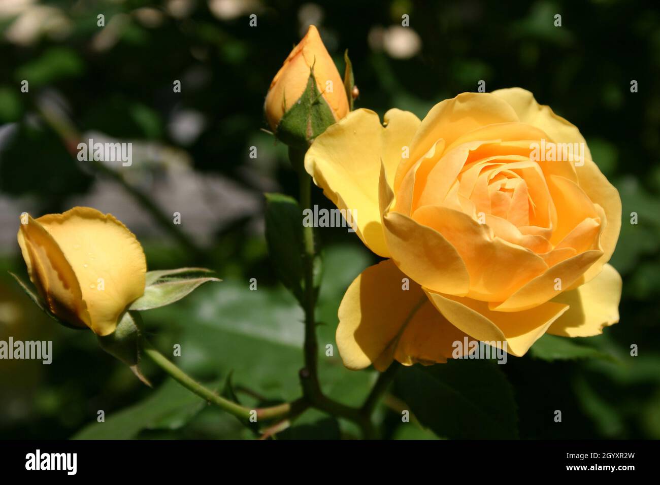 YELLOW ROSE WITH BUDS (ROSA Stock Photo - Alamy