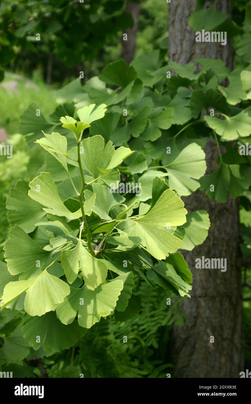Ginkgo biloba tree hi-res stock photography and images - Alamy
