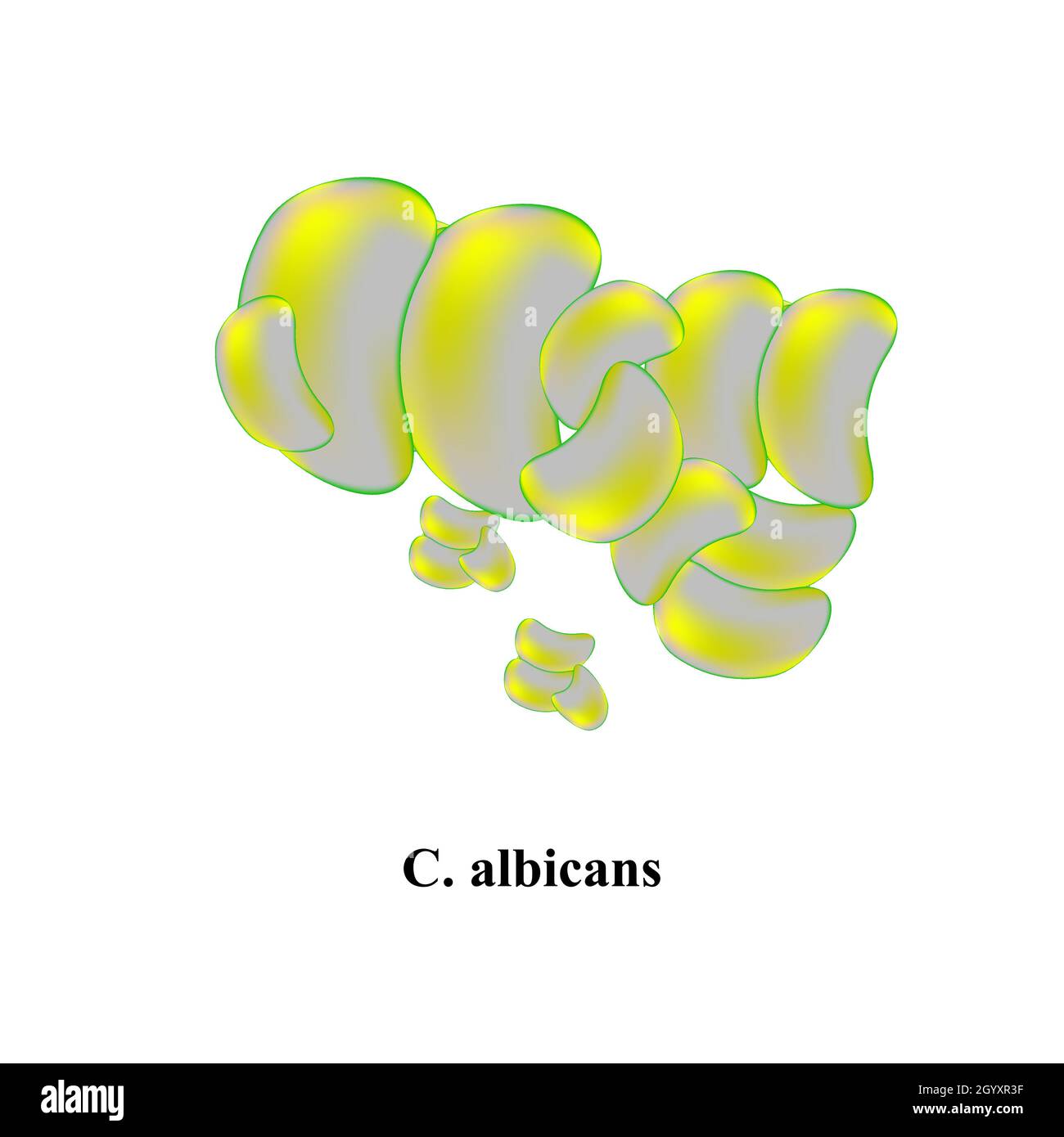 C. albicans candida. Pathogenic yeast-like fungi of the Candida type ...