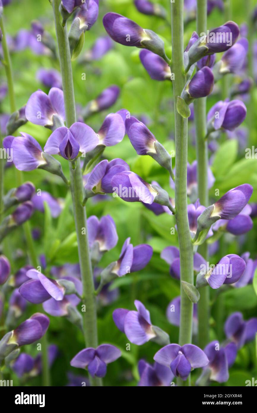 BAPTISIA AUSTRALIS COMMONLY KNOWN AS BLUE FALSE INDIGO OR BLUE WILD ...