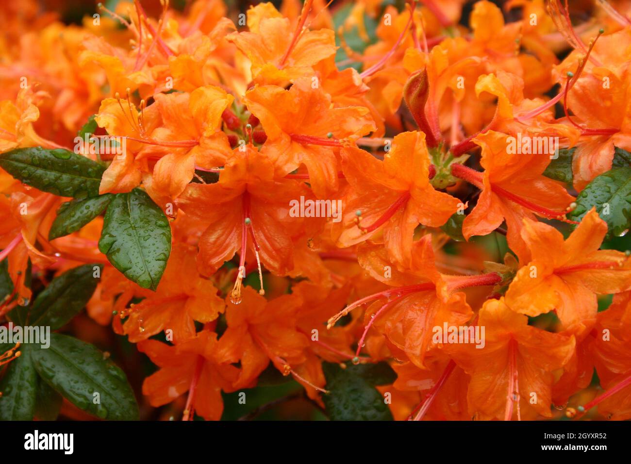 Deciduous azaleas hi-res stock photography and images - Alamy