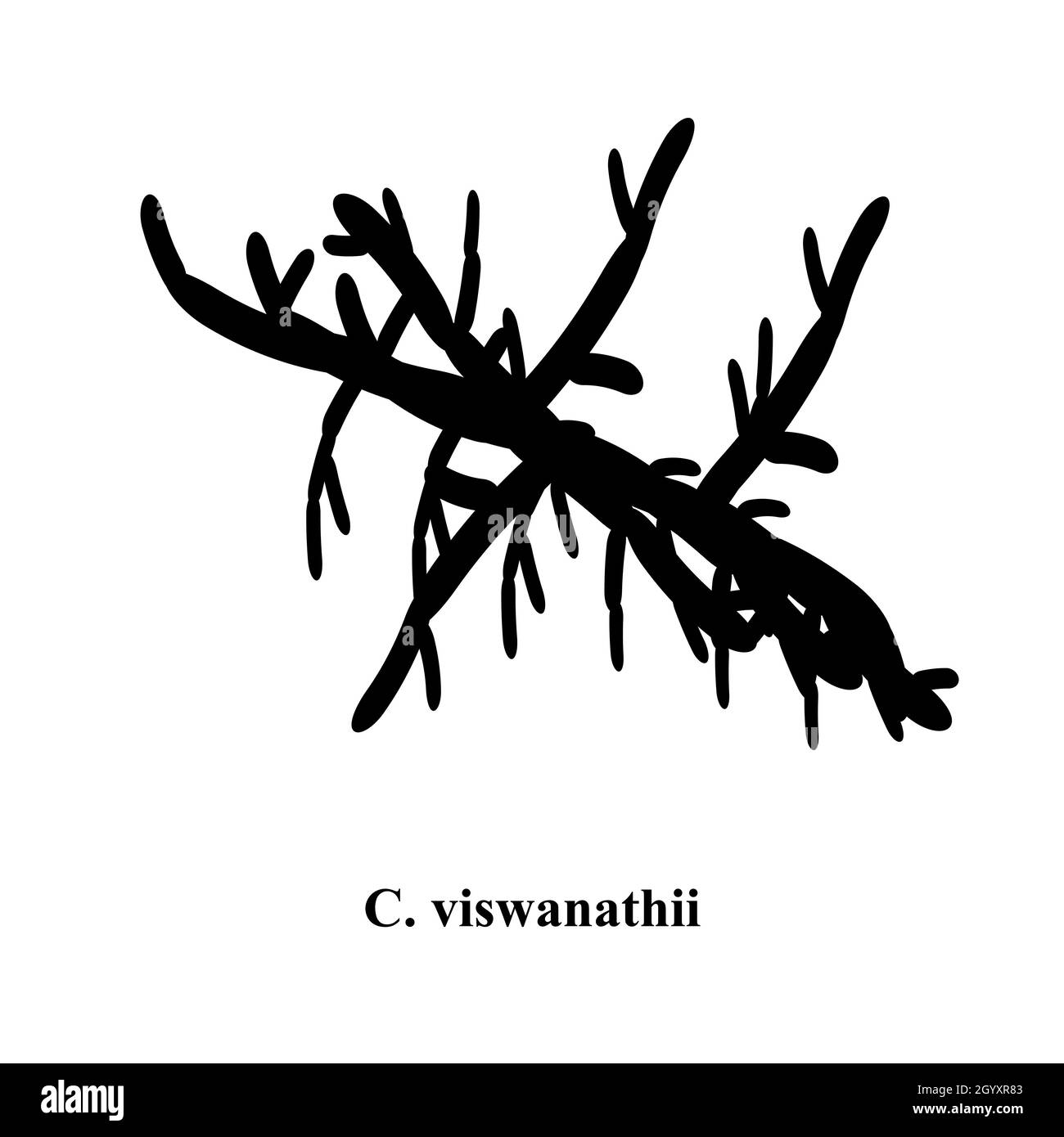 C. viswanathii candida. Pathogenic yeast-like fungi of the Candida type ...