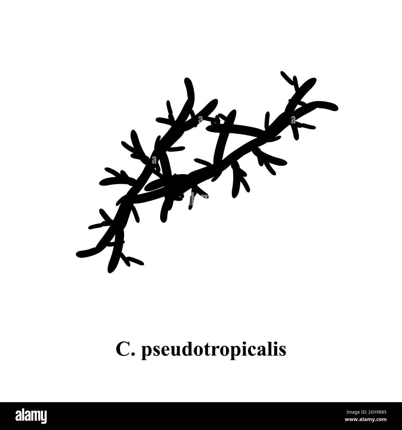 C. pseudotropicalis candida. Pathogenic yeast-like fungi of the Candida ...