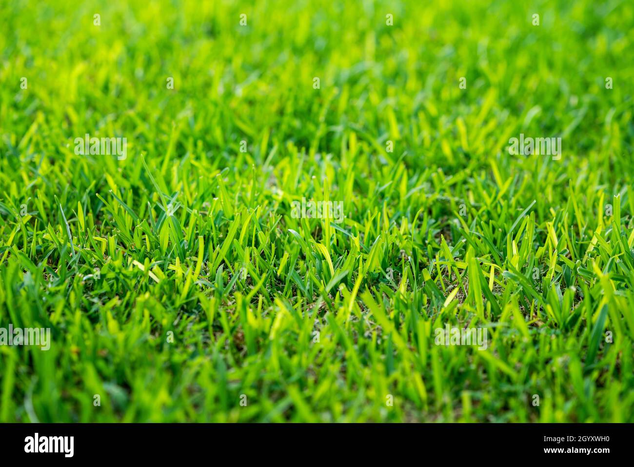 Close up green grass in open field, nature background Stock Photo - Alamy