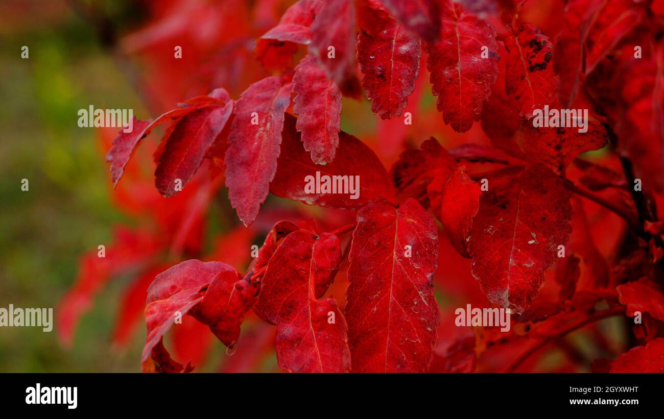 fiery red leaves of mountain ash. High quality photo Stock Photo - Alamy
