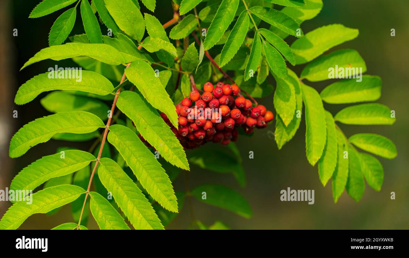Yakutia nature hi-res stock photography and images - Alamy