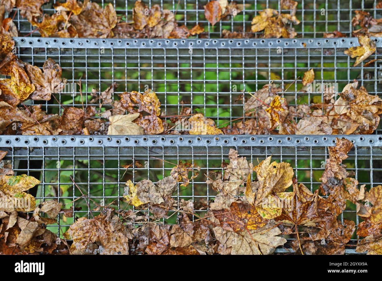 fallen leaves on grid stairs in autumn, top view, dangerous accidents ...