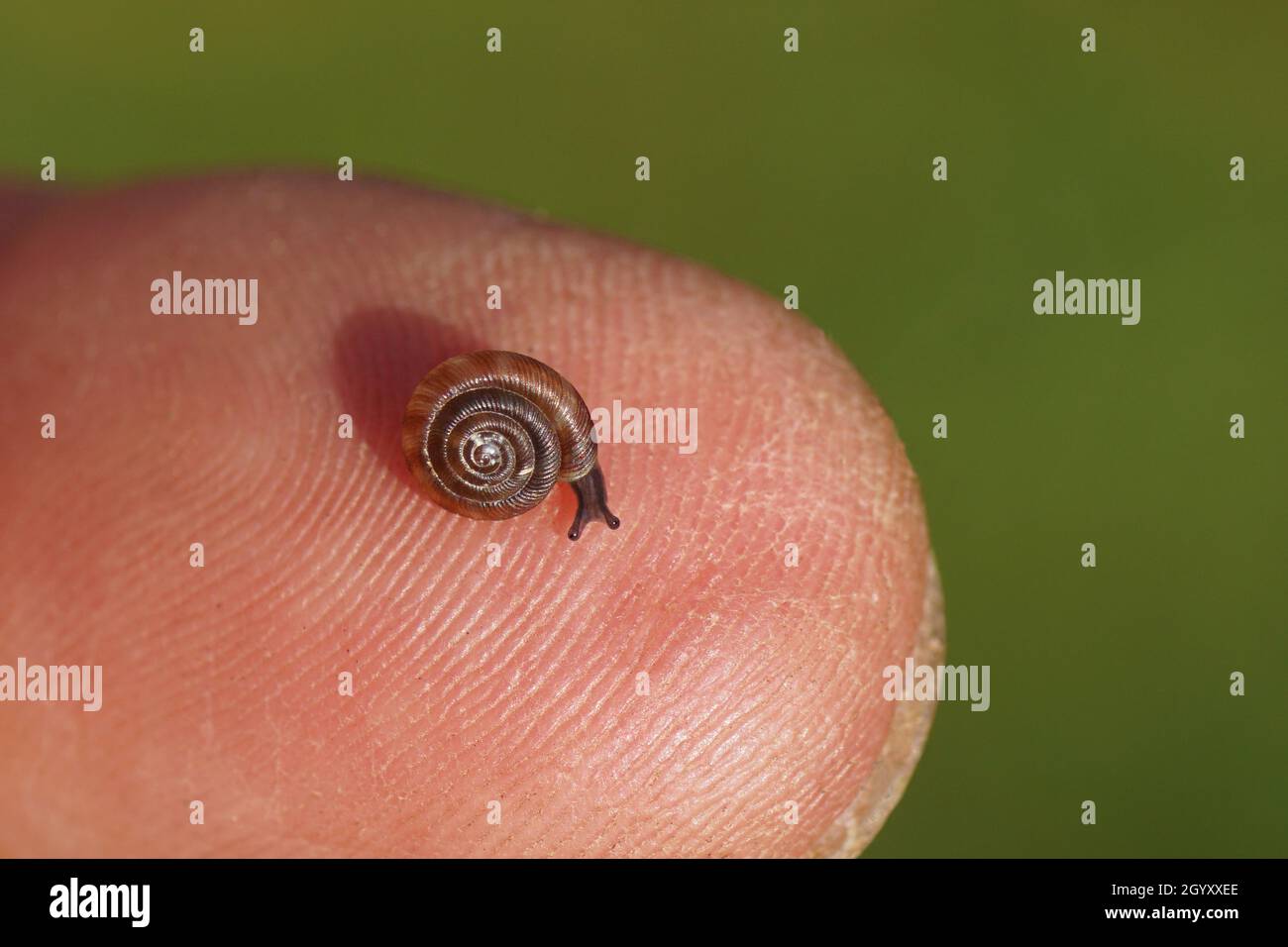 Rounded snail, Rotund Disc (Discus rotundatus). Family Discidae. On a ...