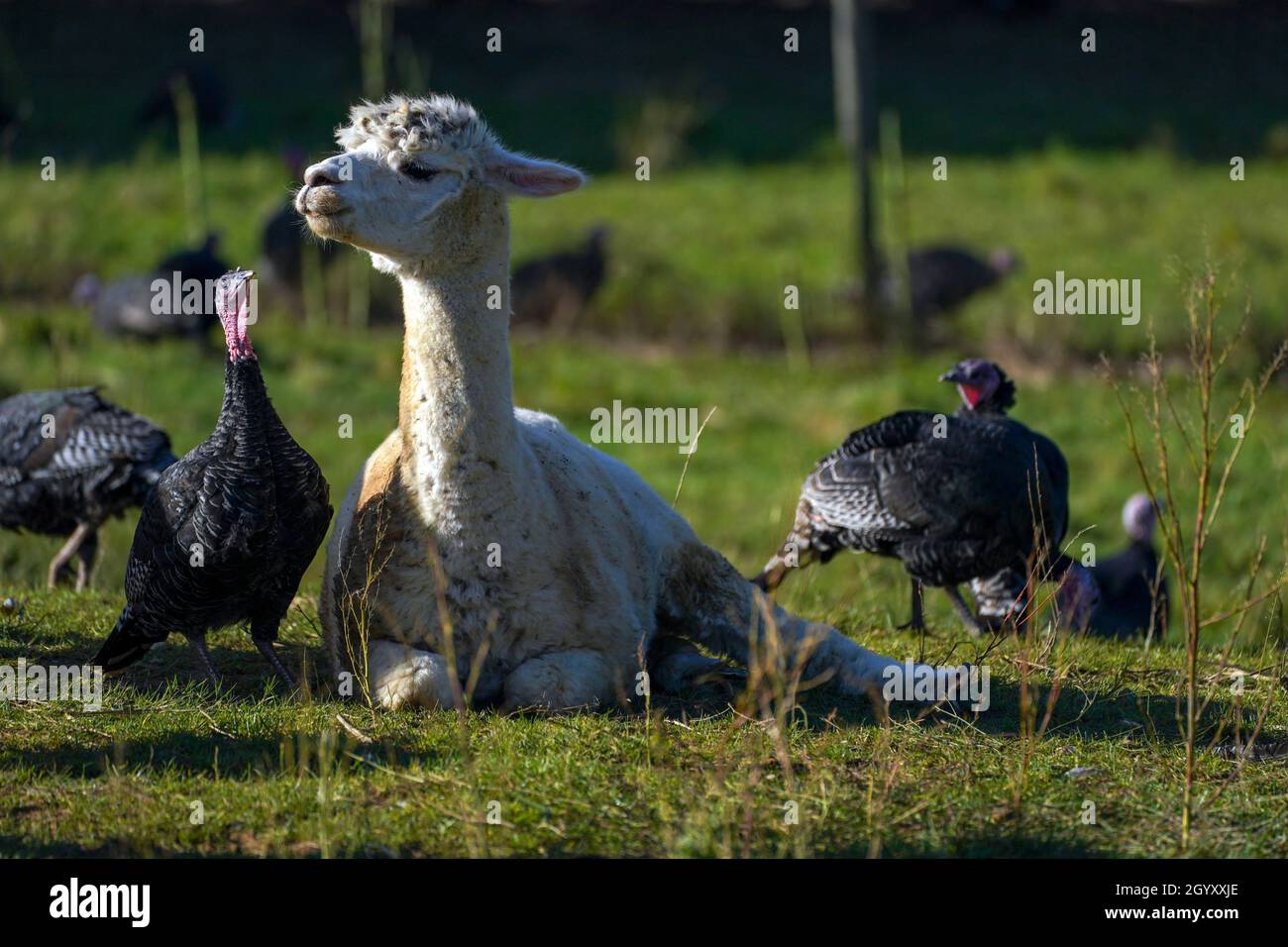 Alpacas Copas Traditional Turkeys High Resolution Stock Photography and ...