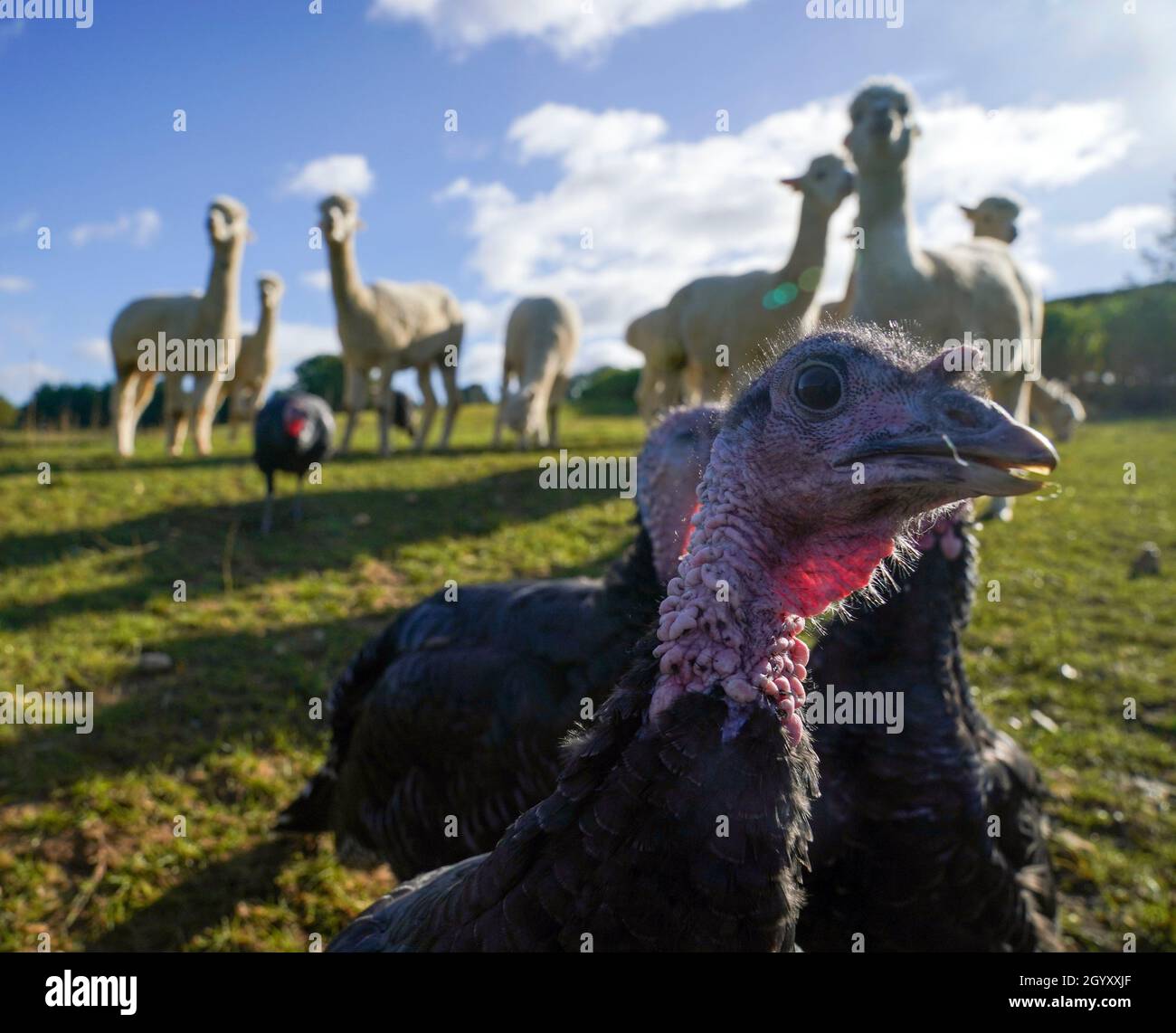 Alpacas copas traditional turkeys hi-res stock photography and images ...