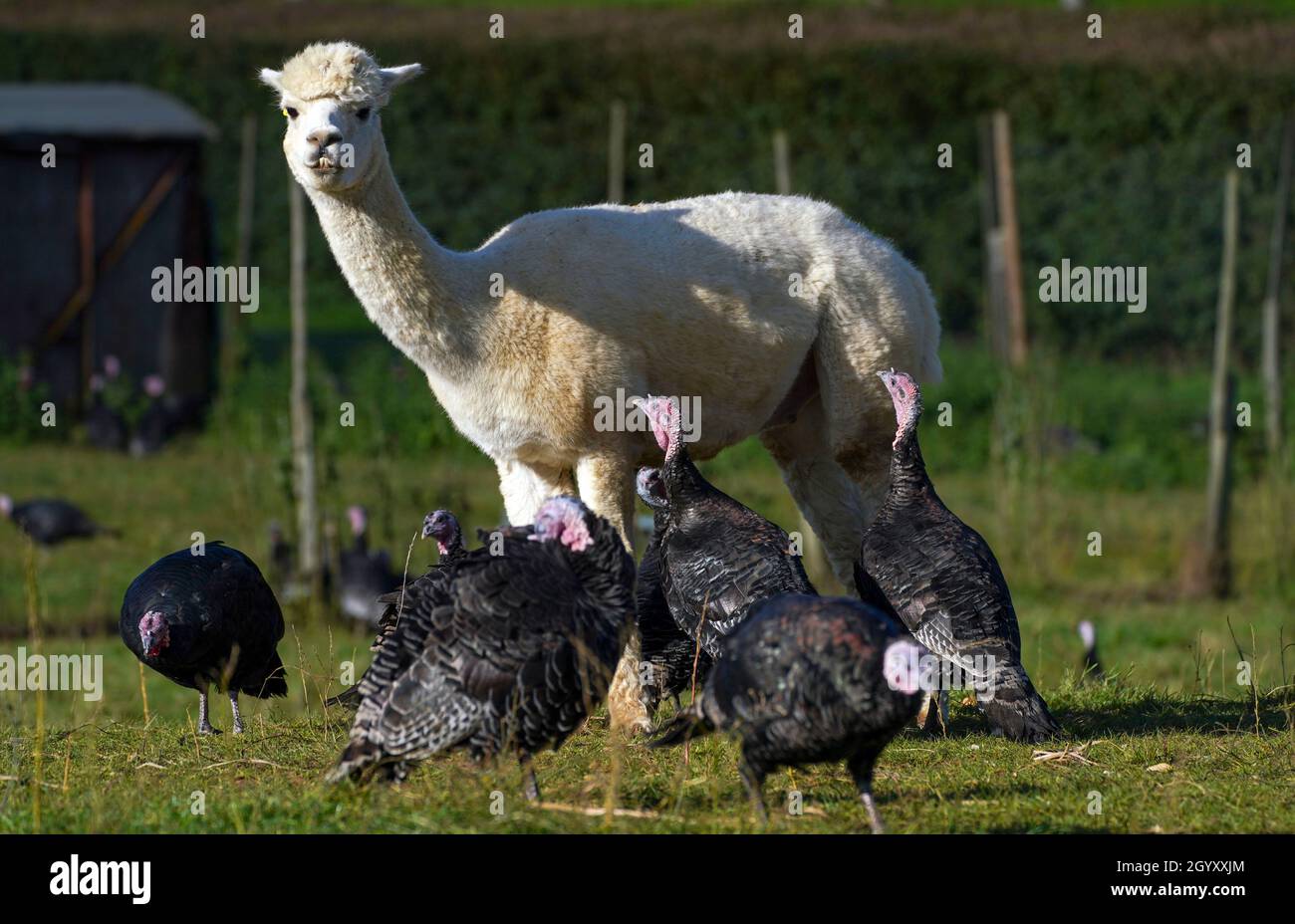 Alpacas lphli hi-res stock photography and images - Alamy