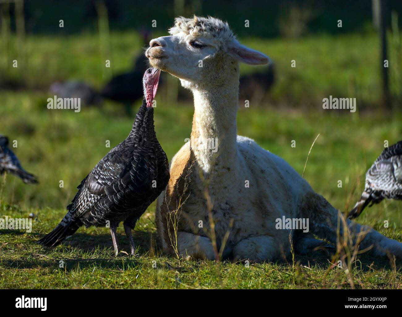 Alpacas Copas Traditional Turkeys High Resolution Stock Photography and ...