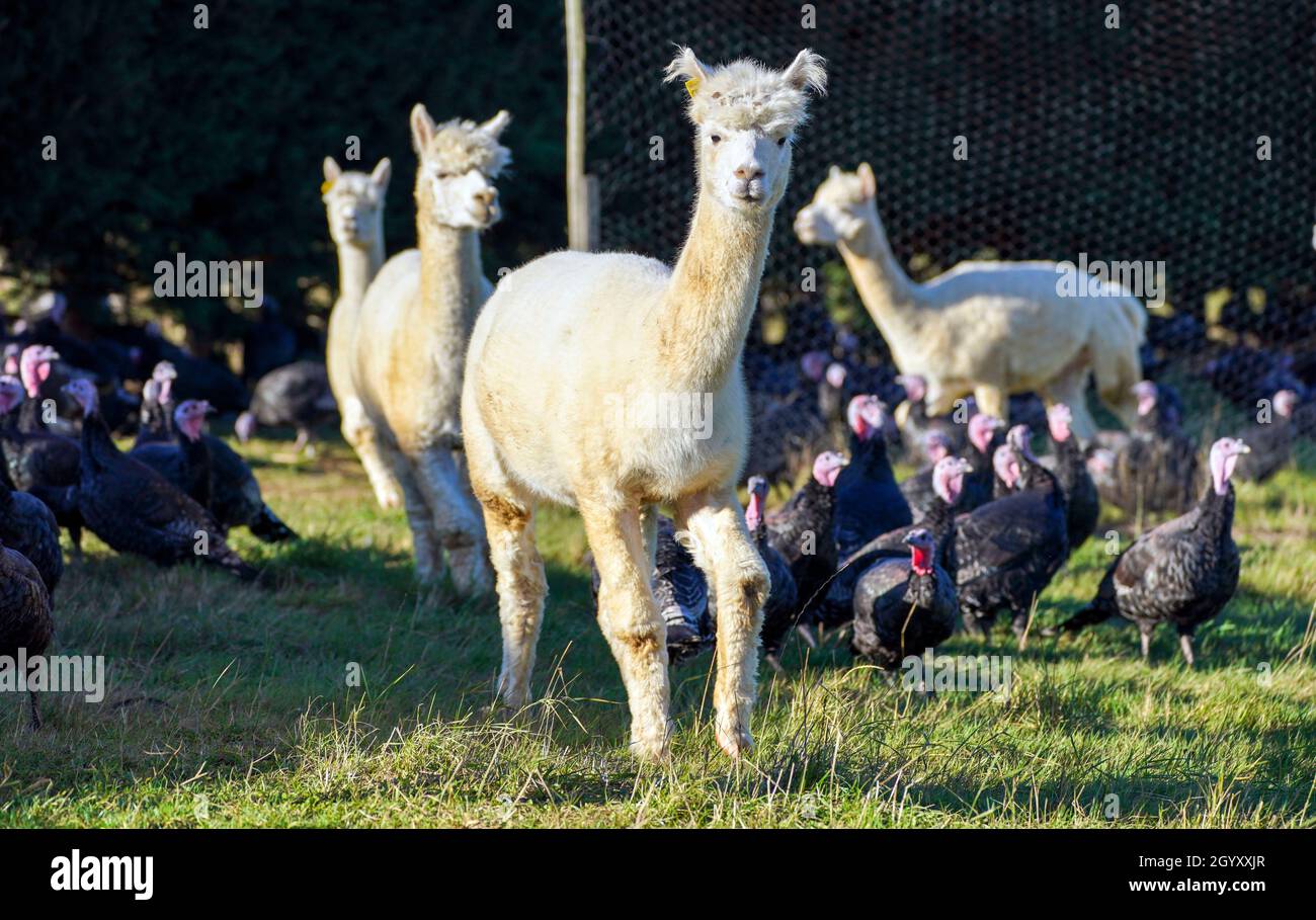 Copas traditional turkeys hi-res stock photography and images - Alamy