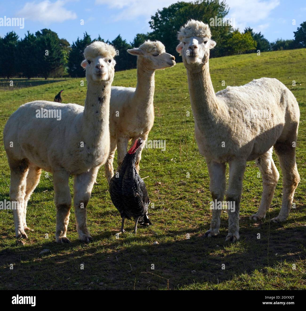 Alpacas Copas Traditional Turkeys High Resolution Stock Photography and ...