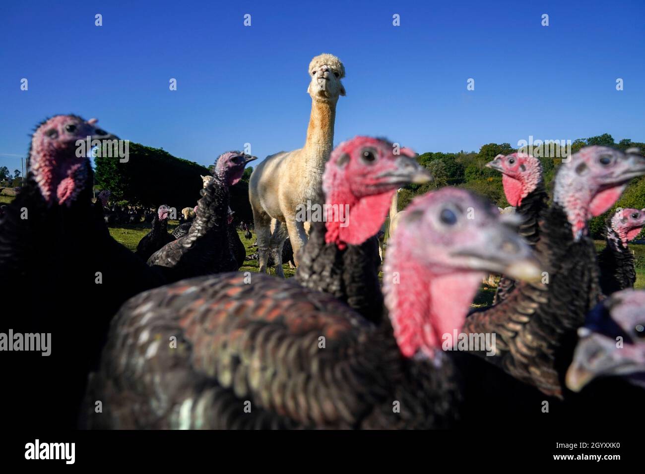 Alpacas Copas Traditional Turkeys High Resolution Stock Photography and ...