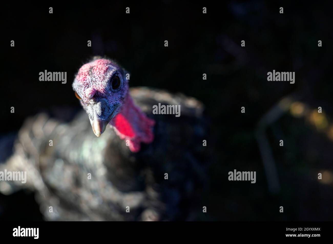 Alpacas Copas Traditional Turkeys High Resolution Stock Photography and ...