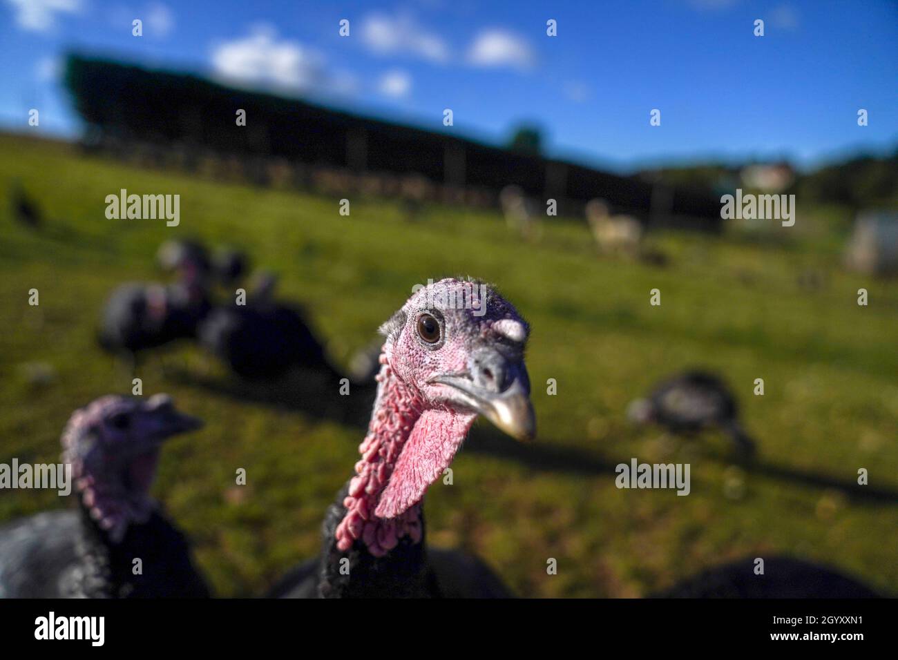 Alpacas Copas Traditional Turkeys High Resolution Stock Photography and ...