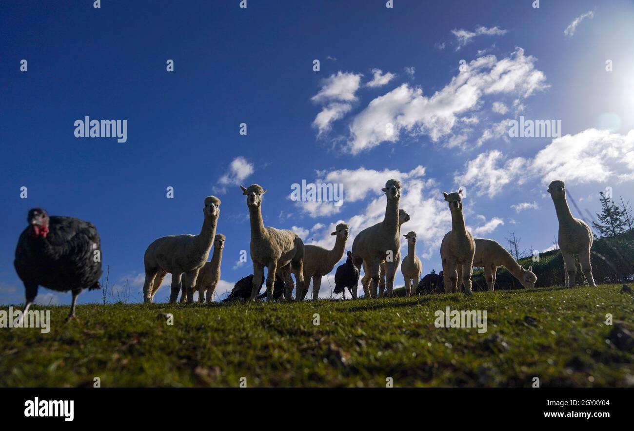 Alpacas Copas Traditional Turkeys High Resolution Stock Photography and ...