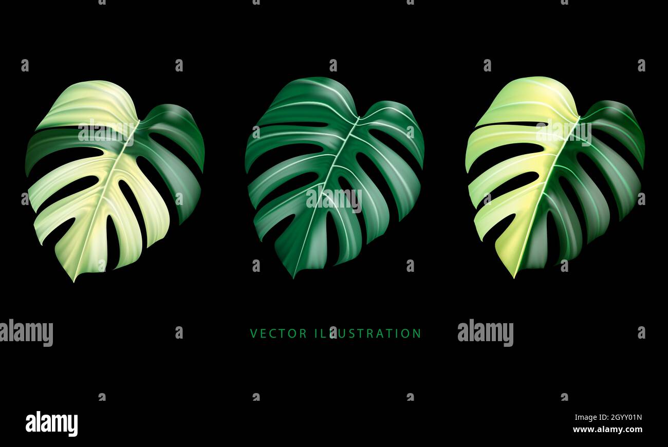 Yellow leaves black white Stock Vector Images - Alamy