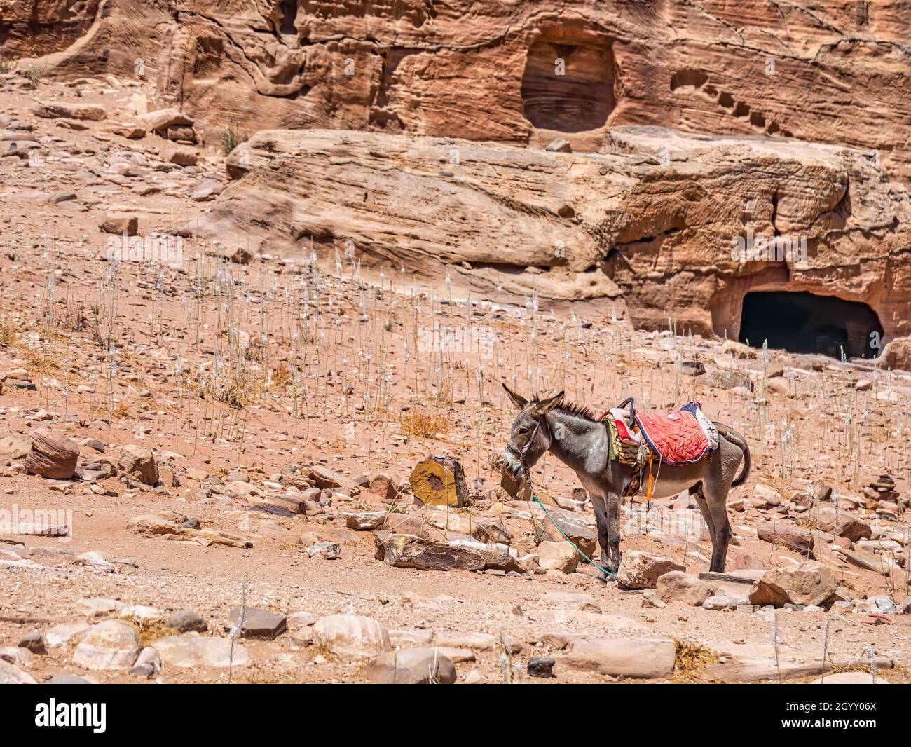 A donkey or mule with a saddle on his back in the desereted area of ...