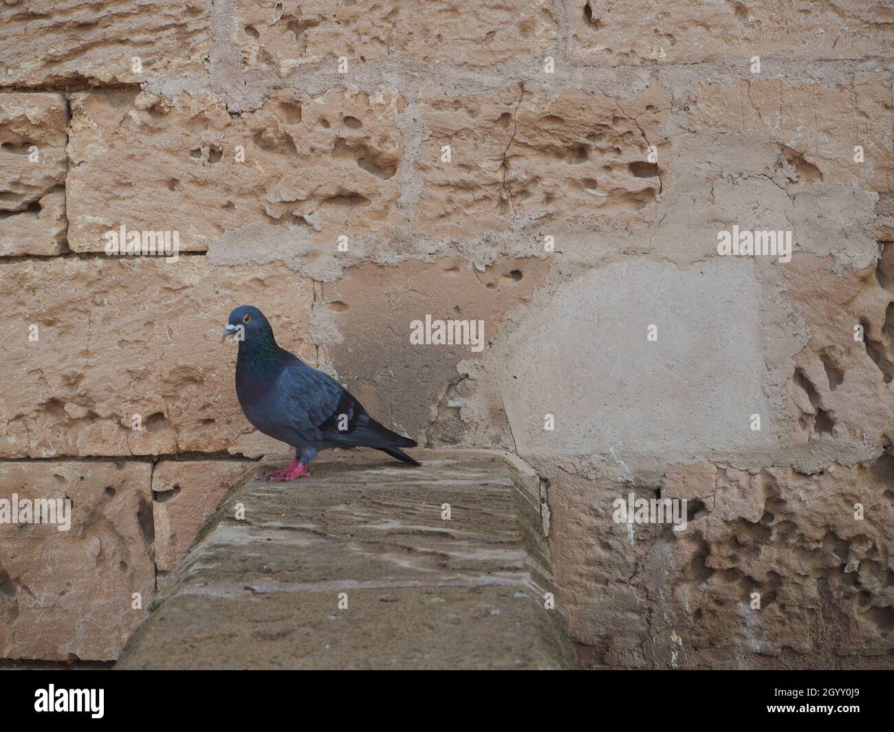 taube , stadttaube, city dove Stock Photo - Alamy