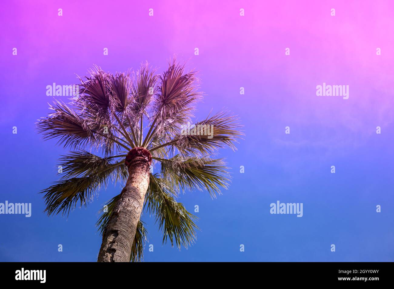 Fluorescent palm tree hi-res stock photography and images - Alamy