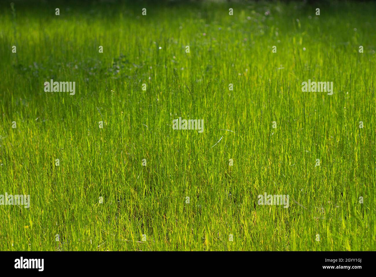 Green grass. Lawn in bright sunlight. Texture of young plants. Soft ...