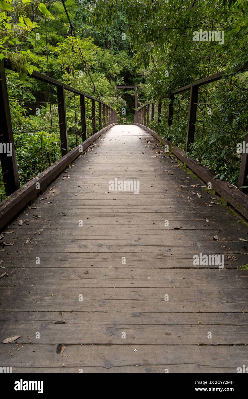 wooden bridge in deep forest, natural Summer background. rural place in ...