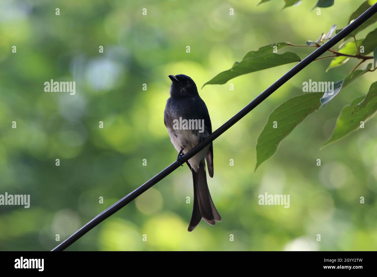 A beautiful Black Drongo bird sitting on a branch Stock Photo - Alamy