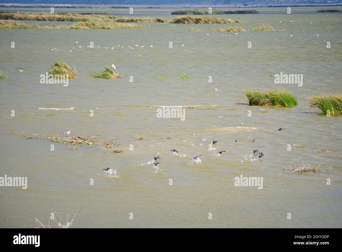 the beautiful lake Carla or Karla , protected wetland, ecology, Volos ...