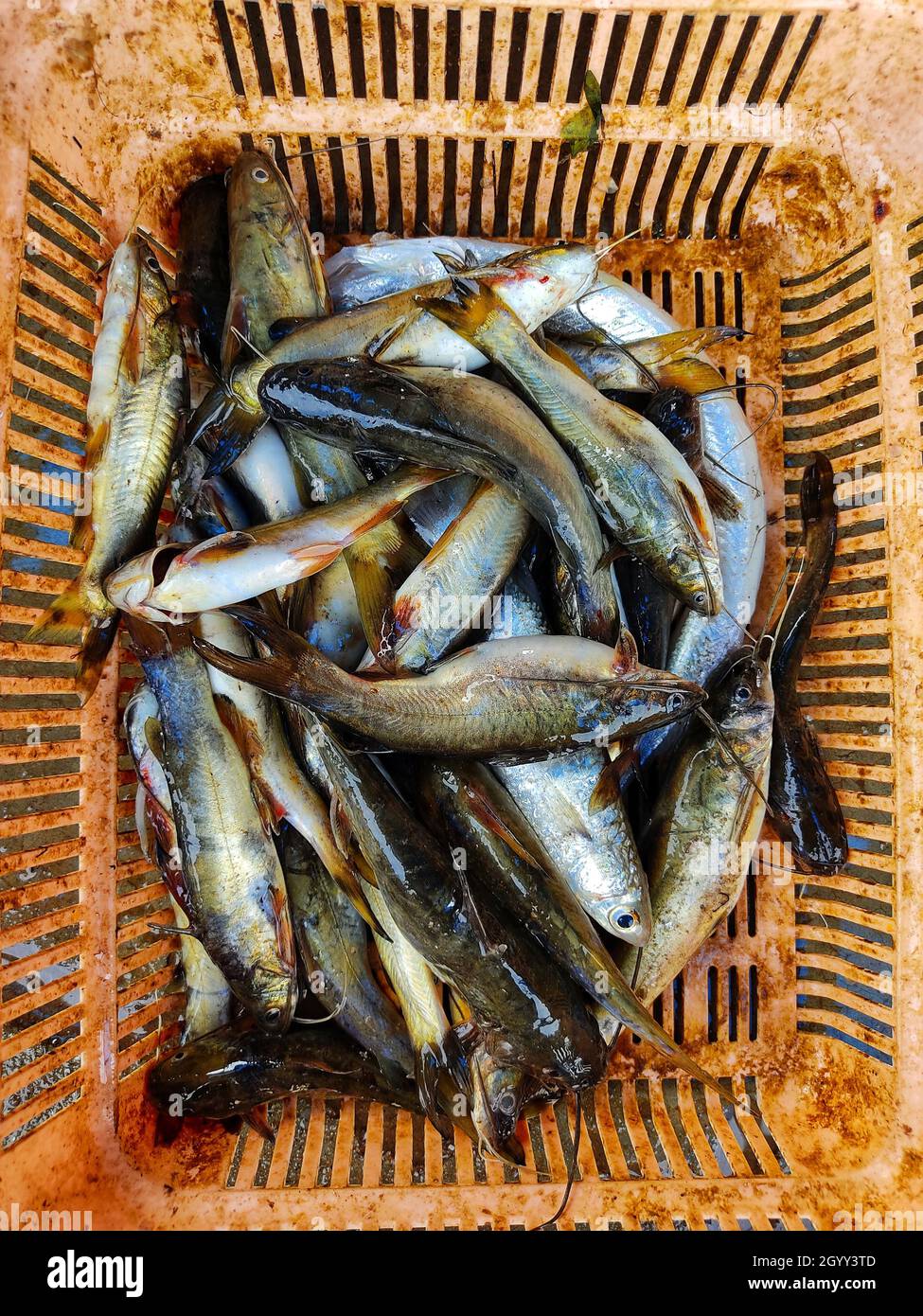 A top view of fresh frozen fish in a basket Stock Photo - Alamy