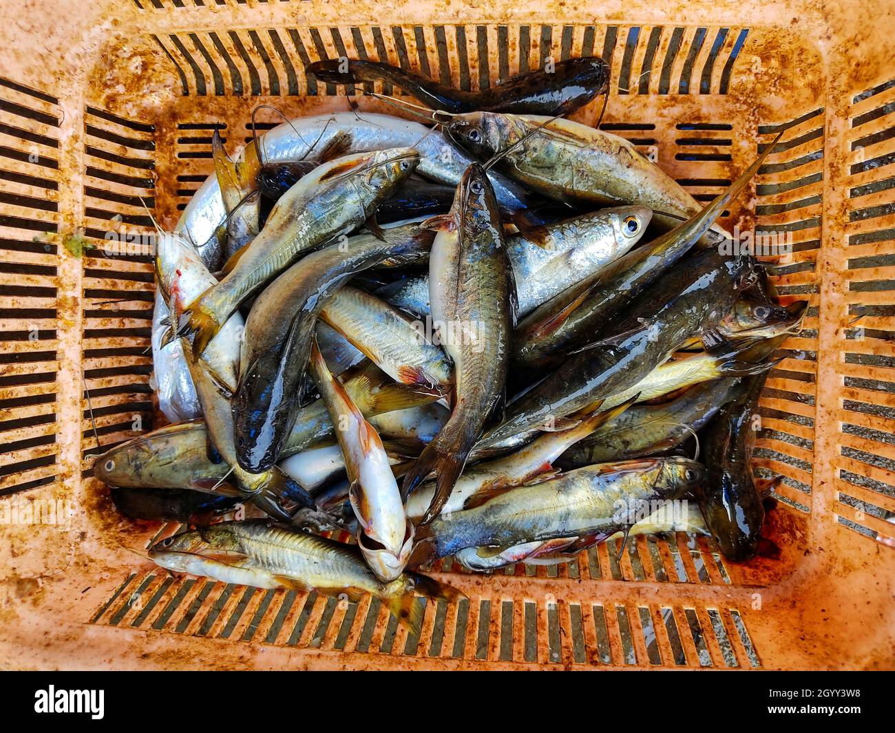 A top view of fresh frozen fish in a basket Stock Photo - Alamy