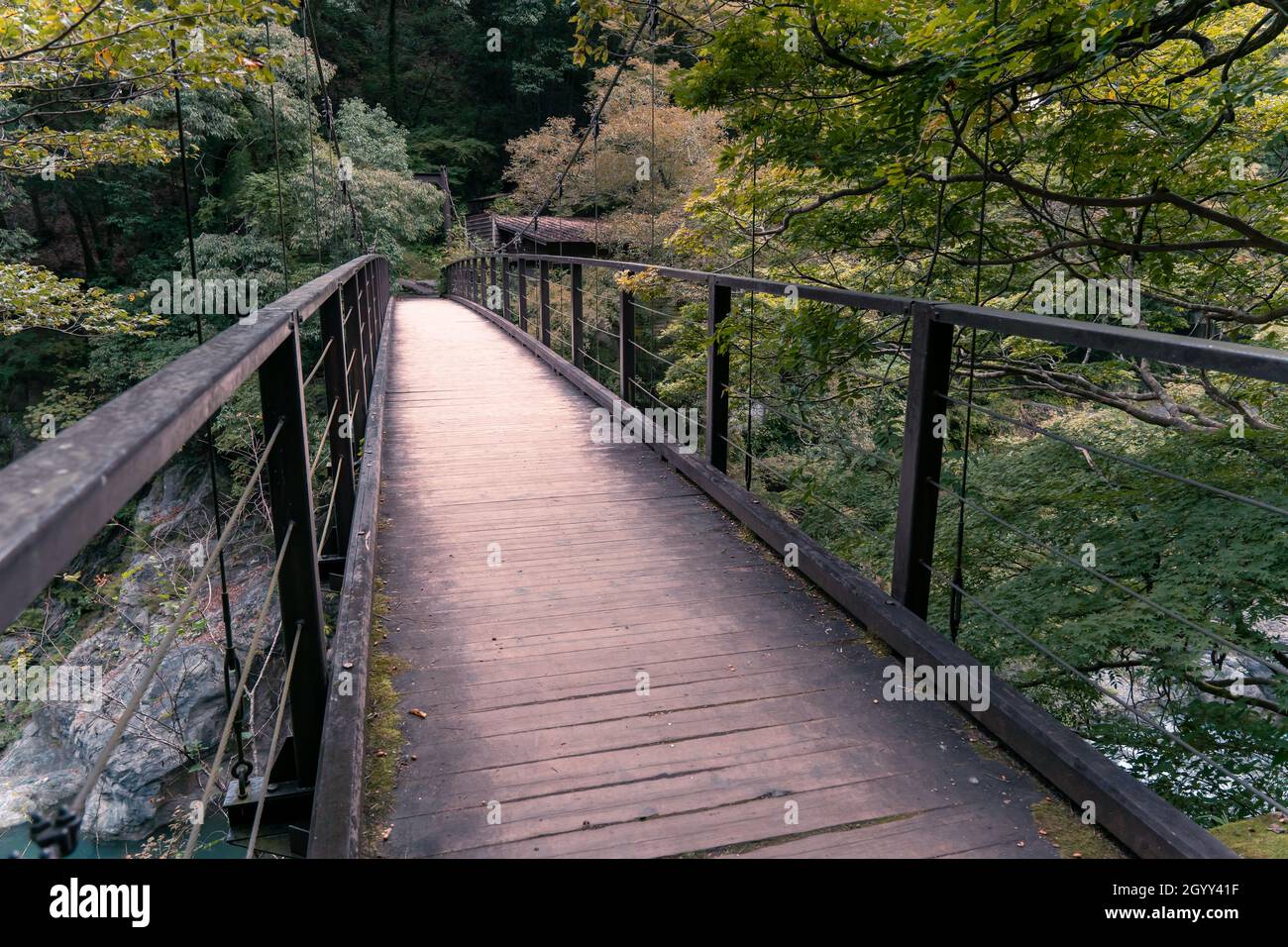 wooden bridge in deep forest, natural Summer background. rural place in ...