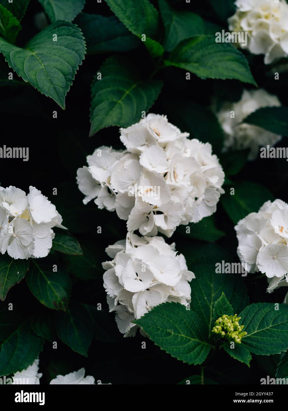 A closeup shot of white bigleaf hydrangea flowers Stock Photo - Alamy