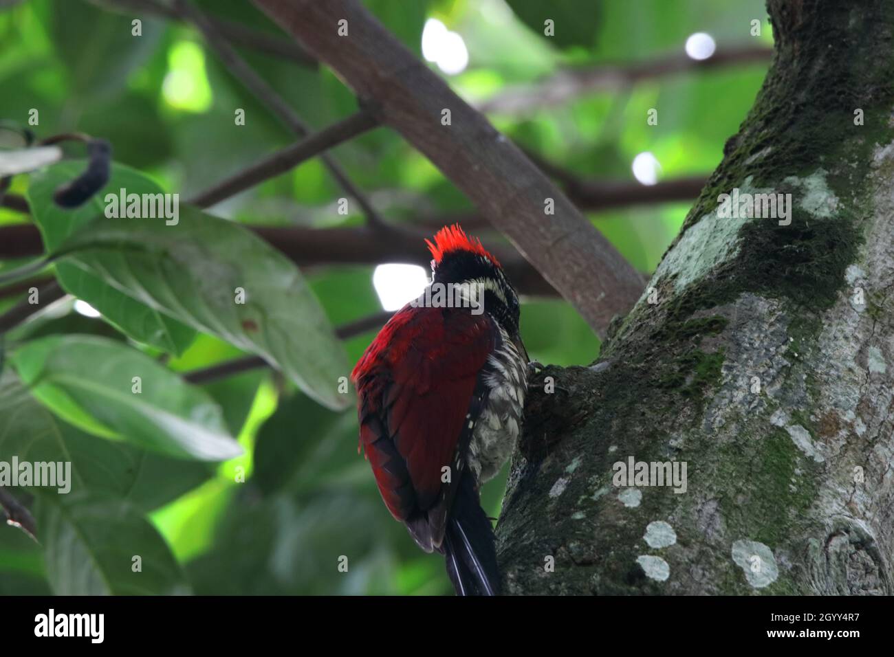 Sri Lanka red-backed woodpecker on the tree Stock Photo - Alamy