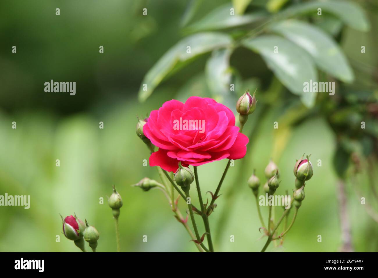 Pinkish red leaf hi-res stock photography and images - Alamy