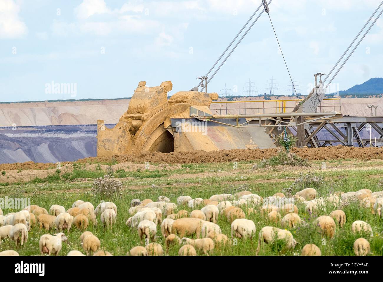 Peacefully grazing sheep while the huge bucket wheel excavator is ...