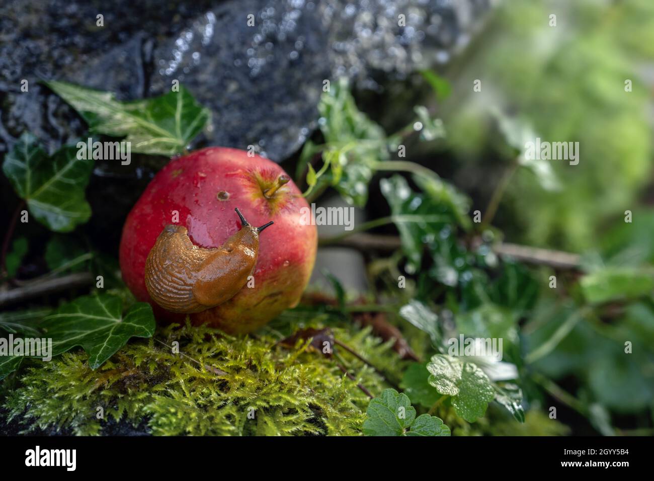 Windfall apple with a slug lying in the moss, beginning autumn in the ...