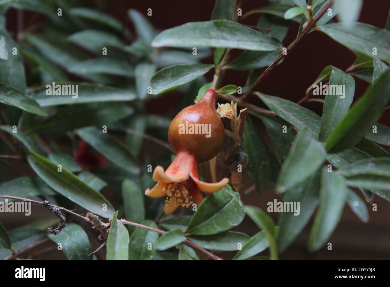 Pomegranate plant in pot hi-res stock photography and images - Alamy