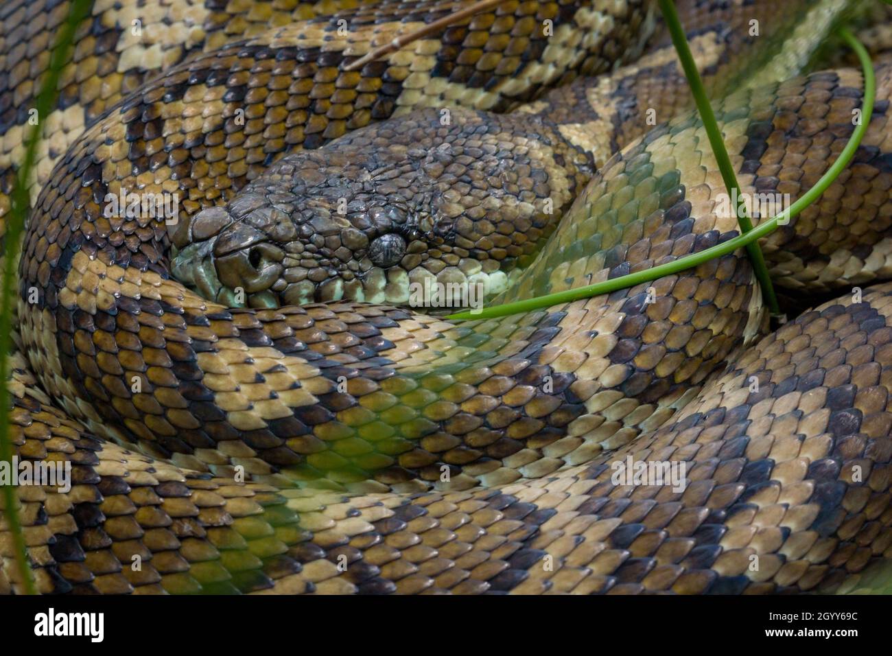 Coastal Carpet Python (Morelia spilota mcdowelli). Pottsville, NSW ...