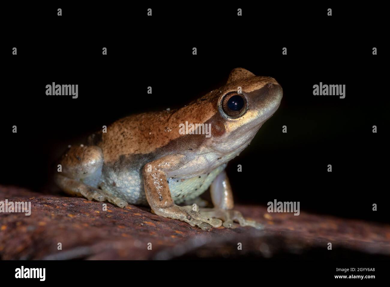 Desert Tree Frog (Litoria rubella). Ravenshoe, Queensland, Australia ...