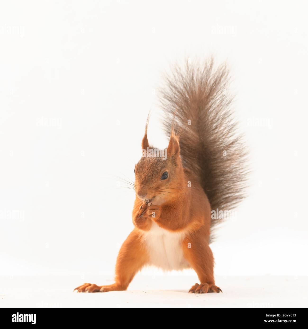 Red squirrel white background Cut Out Stock Images & Pictures - Alamy