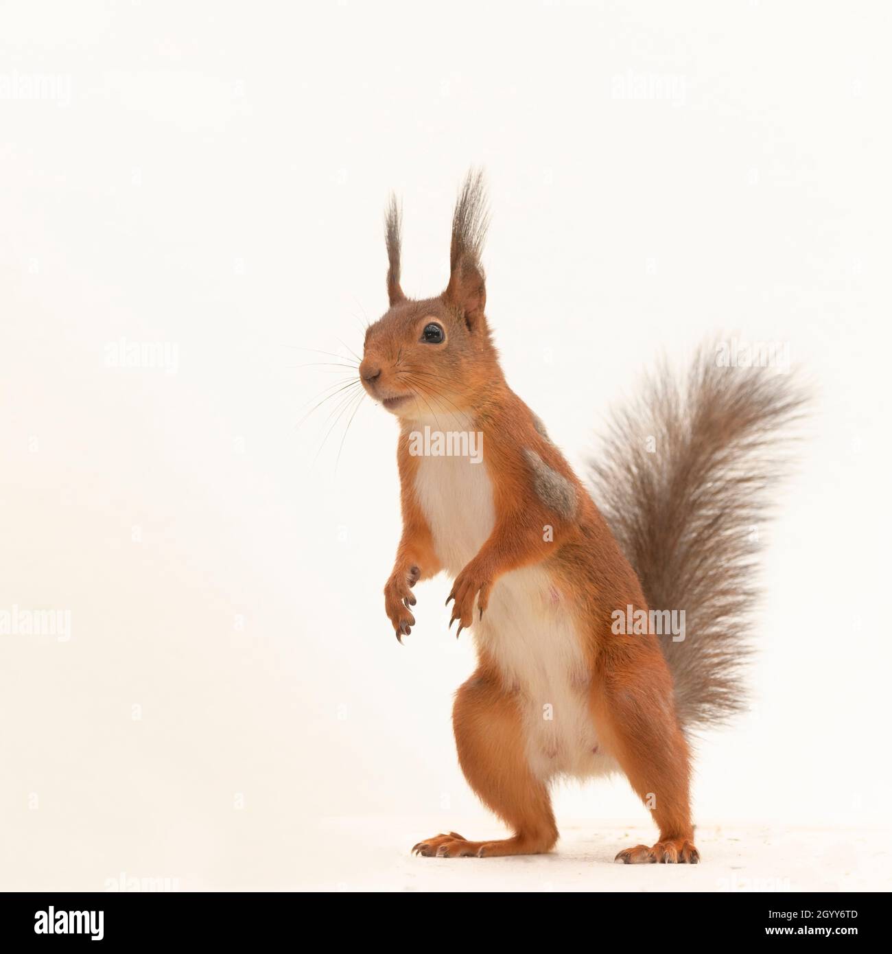 red squirrel is standing up a white background Stock Photo - Alamy