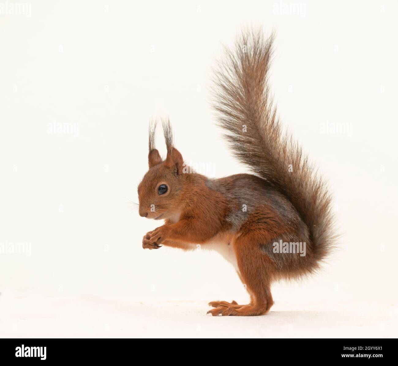profile of red squirrel standing in white background looking left Stock ...