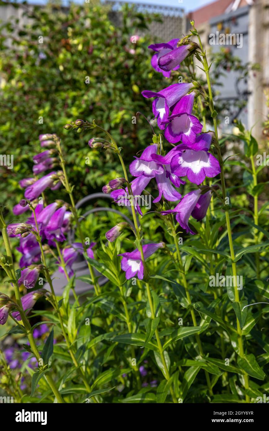 Penstemon Hartwegii F1 Arabesque Violet Stock Photo - Alamy