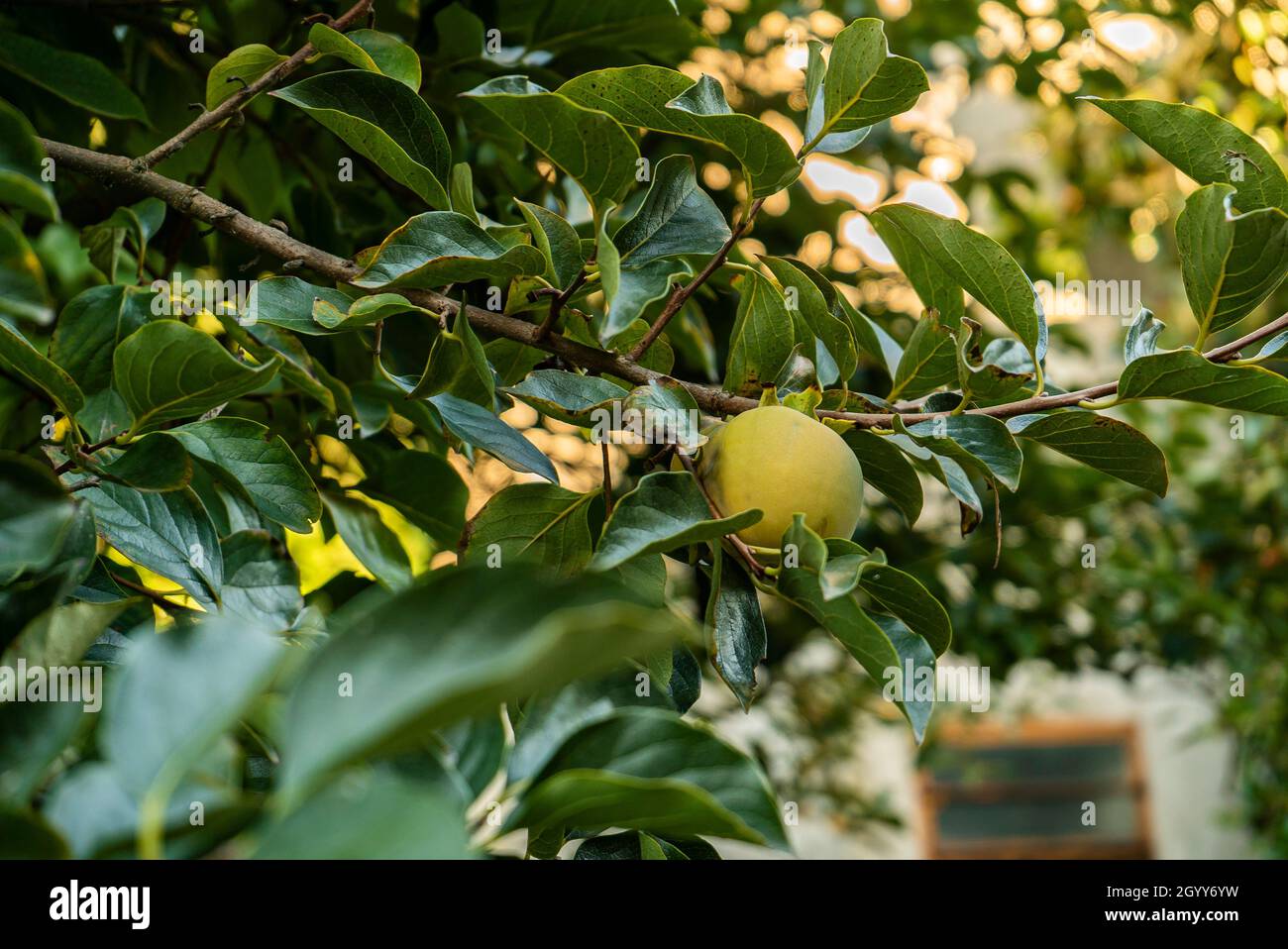Persimmon on the plant in the ripening stage in autumn Stock Photo - Alamy