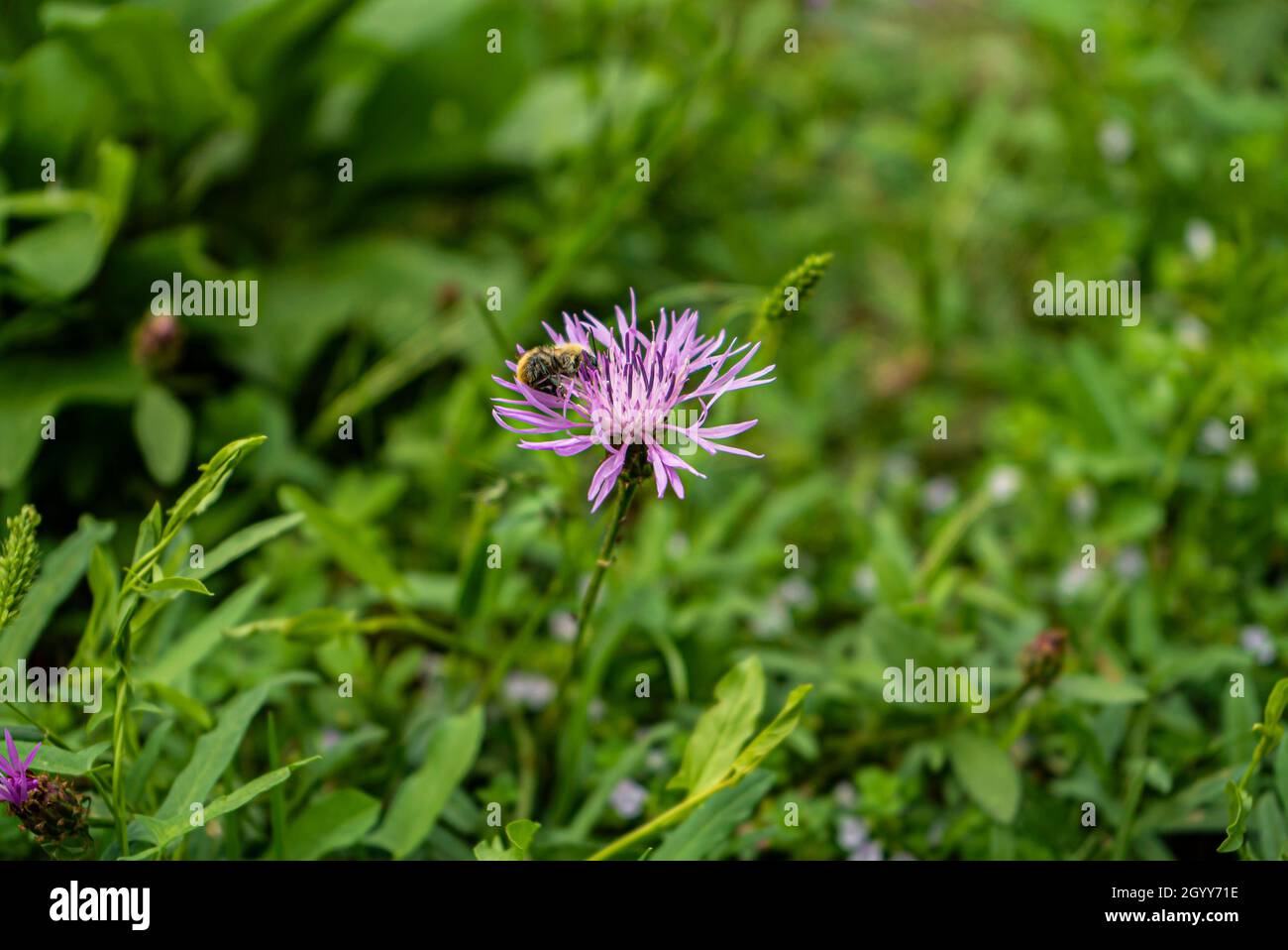 Purple pink Stokes Aster Stokesia laevis flower with bee Stock Photo ...