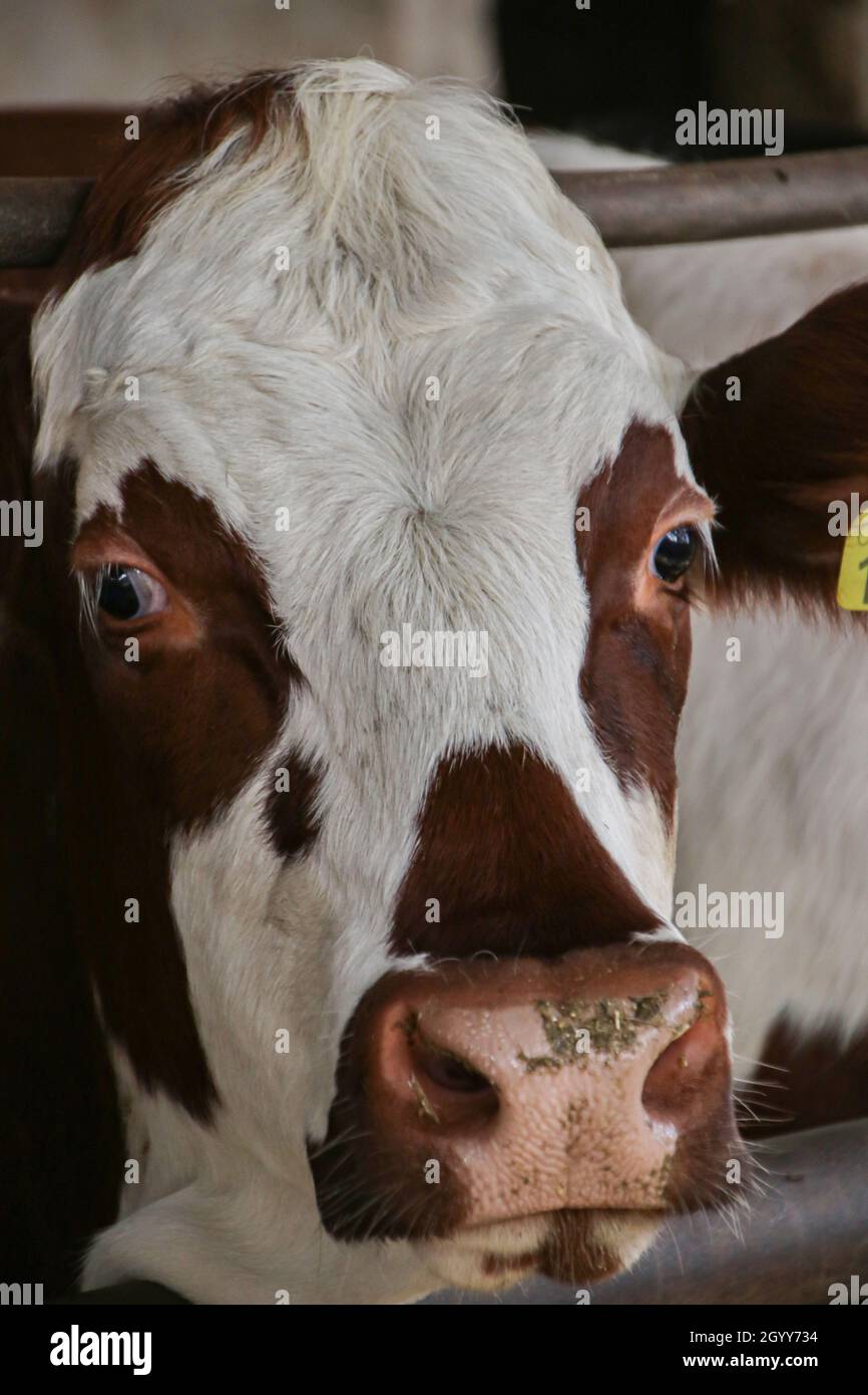 Intensive calf farming, calf detail in a farm bred for meat production ...